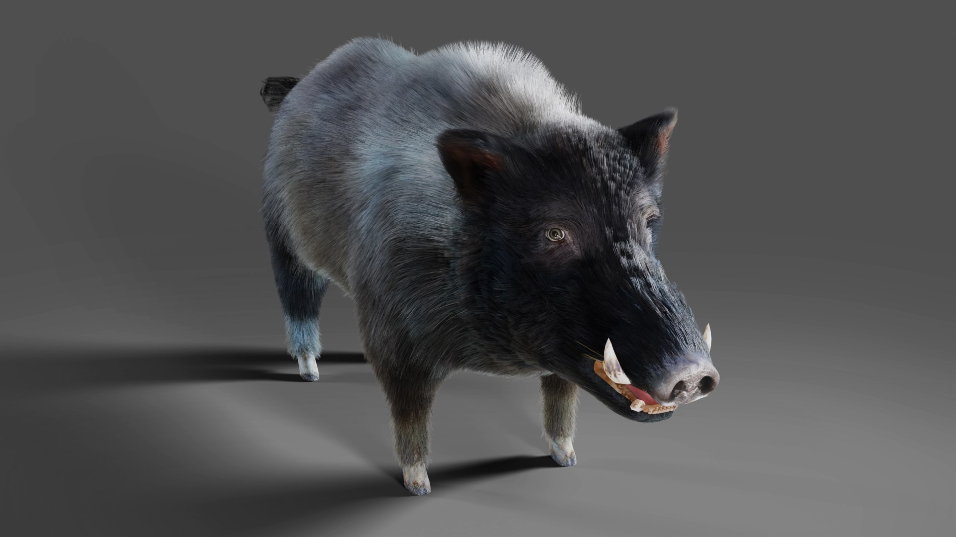 3D Model Fur Wild Boar V07 NO Rigged In Blender - TurboSquid 1992121