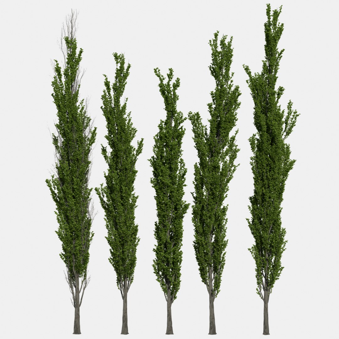 3D Poplar Trees - TurboSquid 1293108