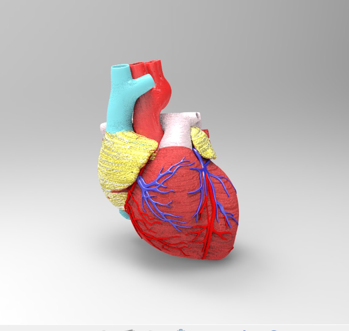 Human Heart Model - TurboSquid 1332655