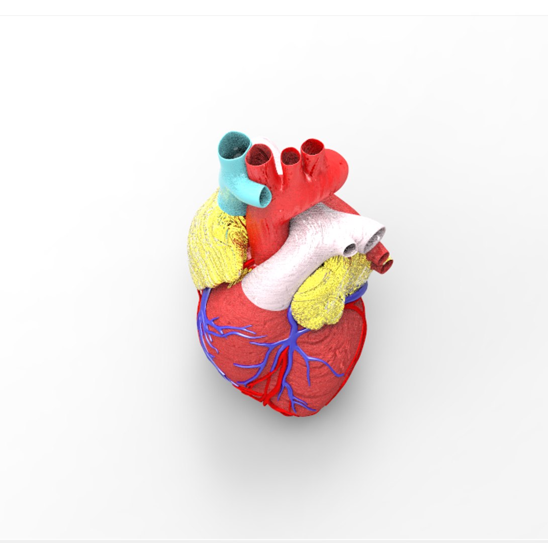 Human Heart Model - TurboSquid 1332655