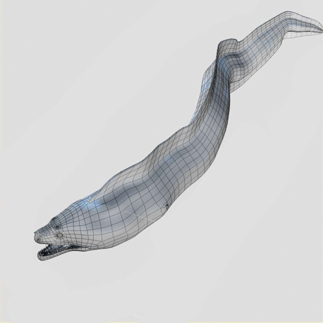 Green Moray Eel Drawing