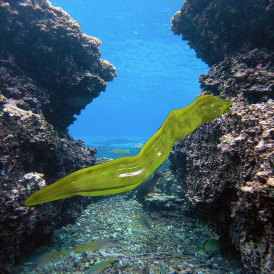 3d Max Green Moray Eel