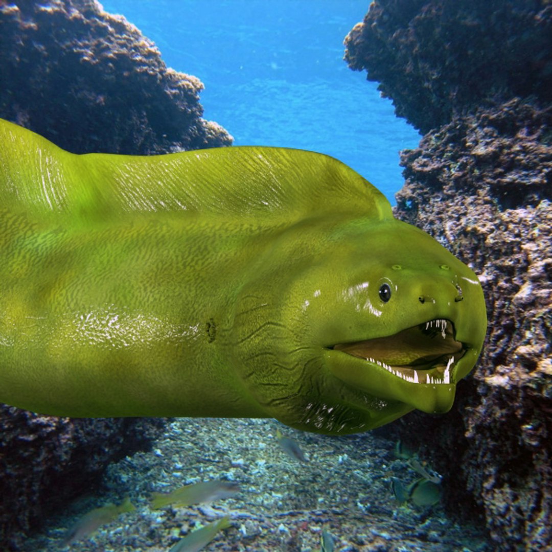 3d Max Green Moray Eel