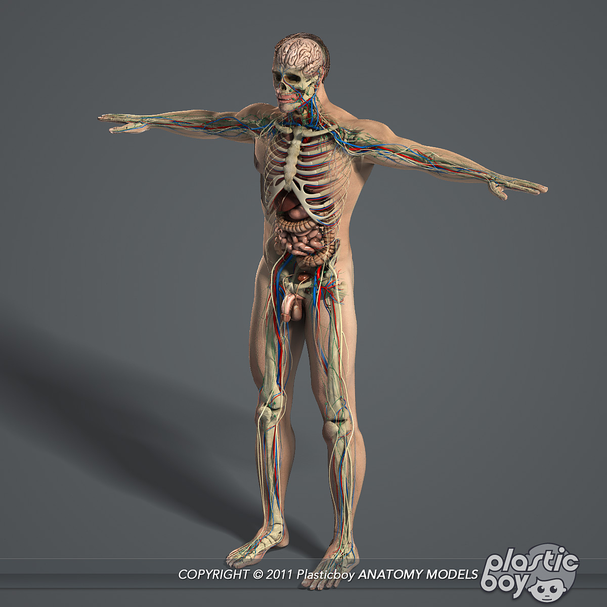 essentials male female anatomy 3d model