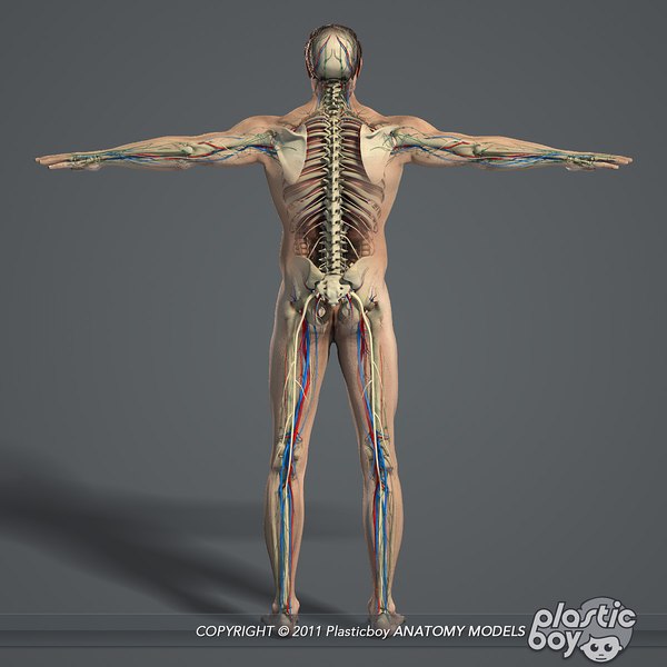 essentials male female anatomy 3d model