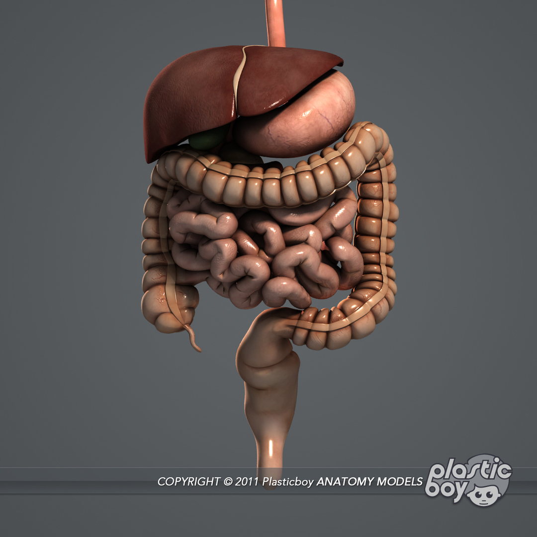 essentials male female anatomy 3d model
