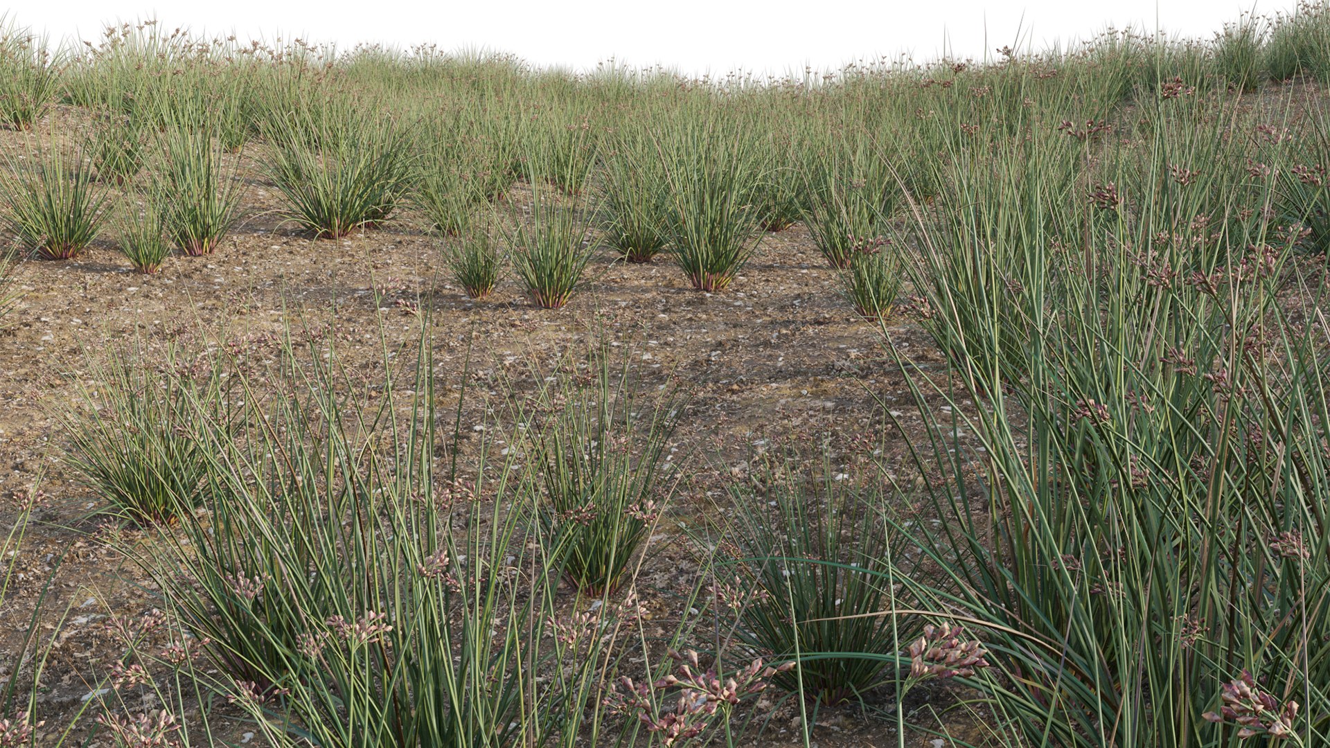 3D Juncus Effusus - Common Rush 02 - TurboSquid 1979318