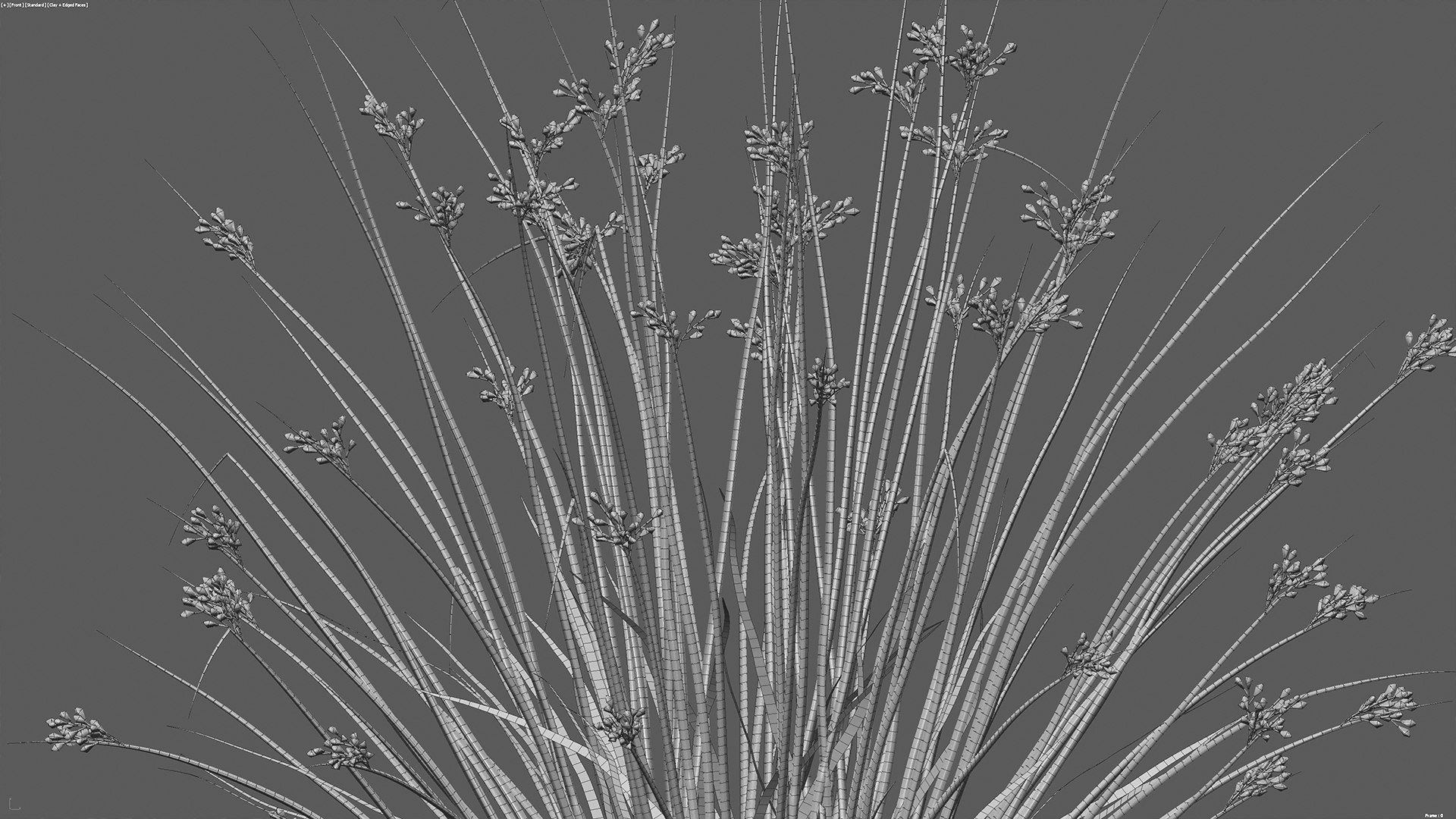 3D Juncus Effusus - Common Rush 02 - TurboSquid 1979318