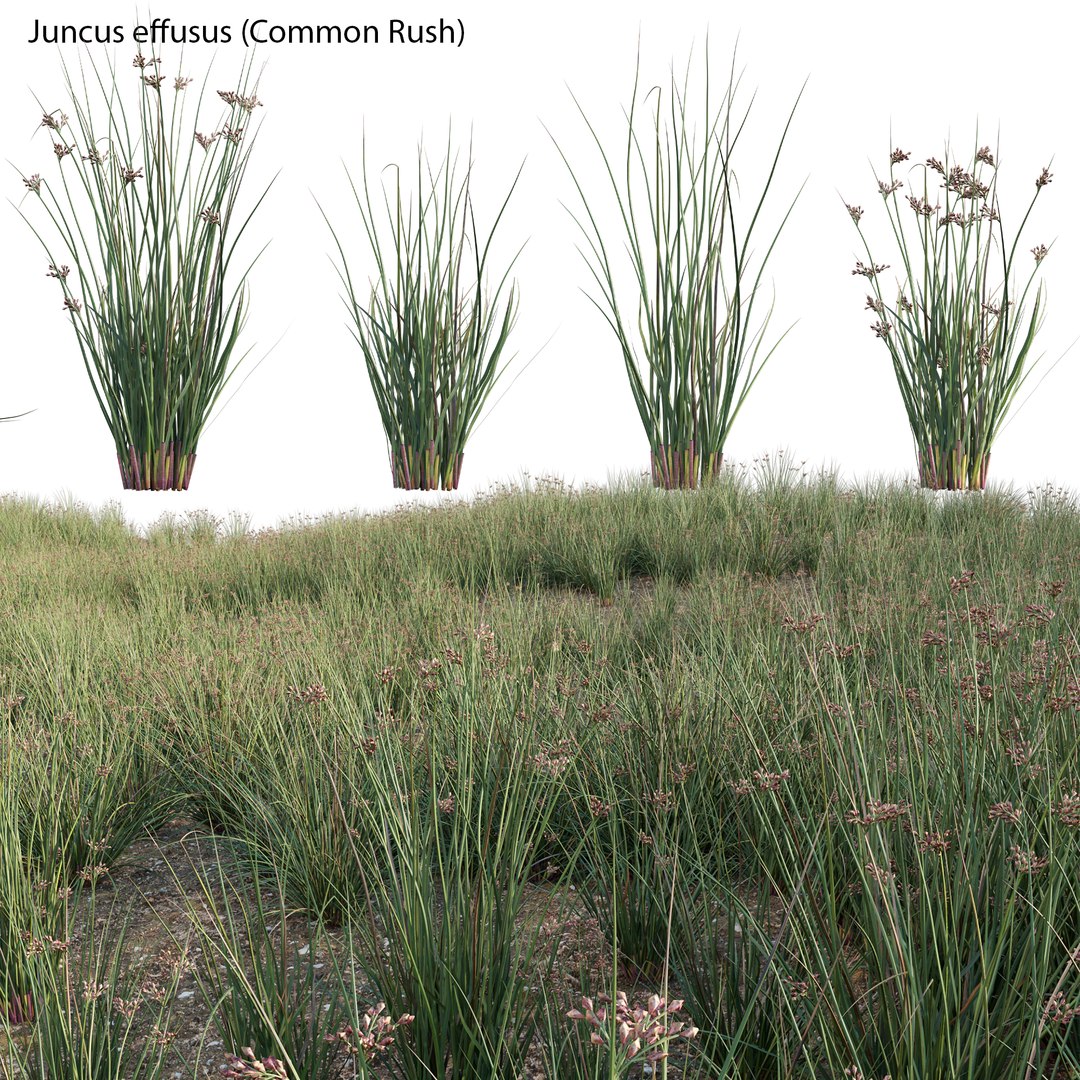3D Juncus Effusus - Common Rush 02 - TurboSquid 1979318