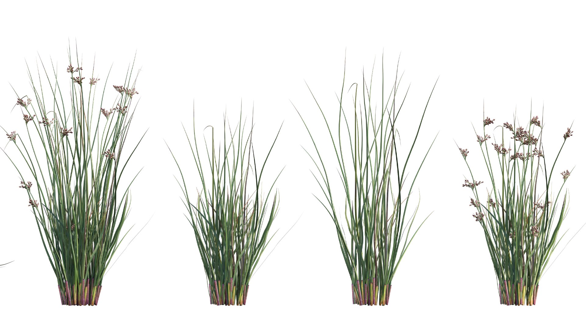3D Juncus Effusus - Common Rush 02 - TurboSquid 1979318