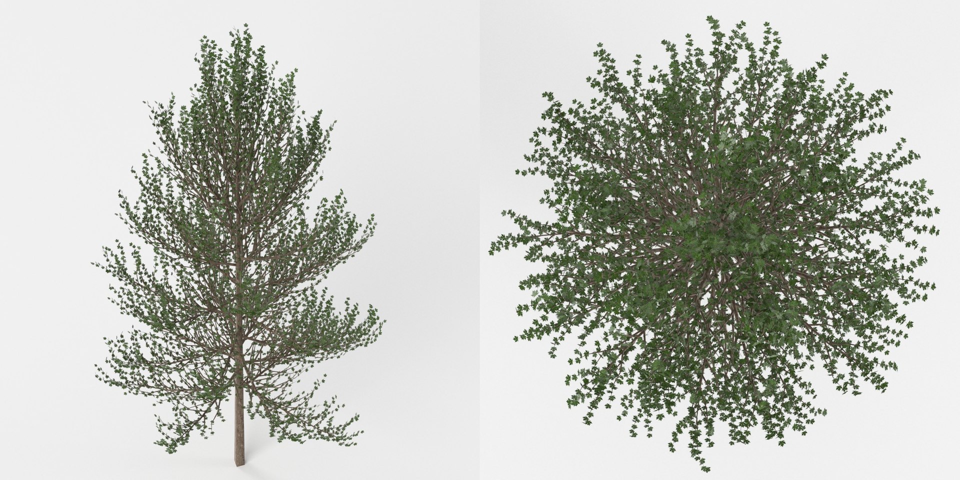 Tree 1 3D Model - TurboSquid 1720261