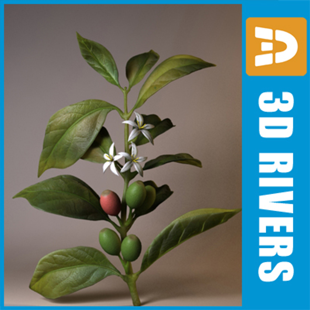 coffee plant 3d model