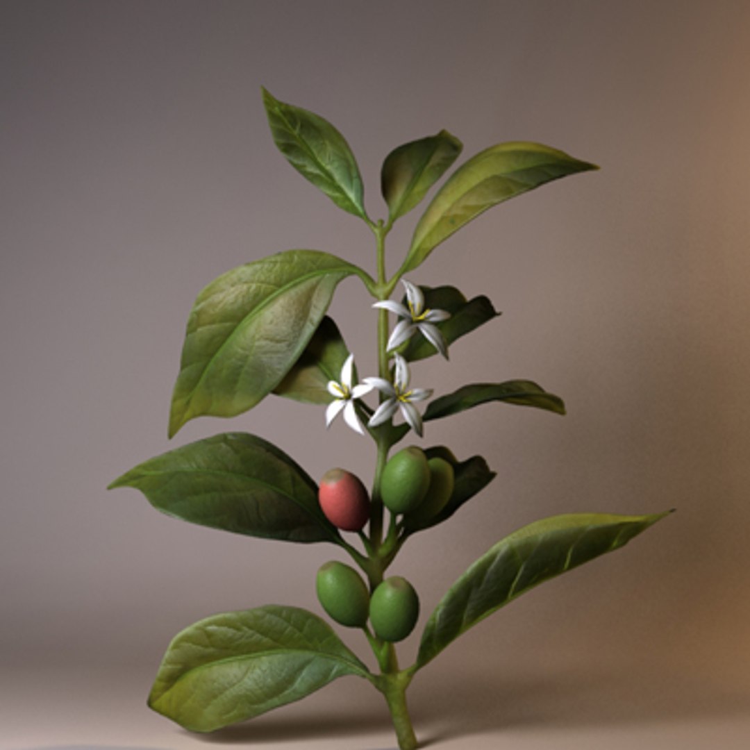 Coffee Plant 3d Model