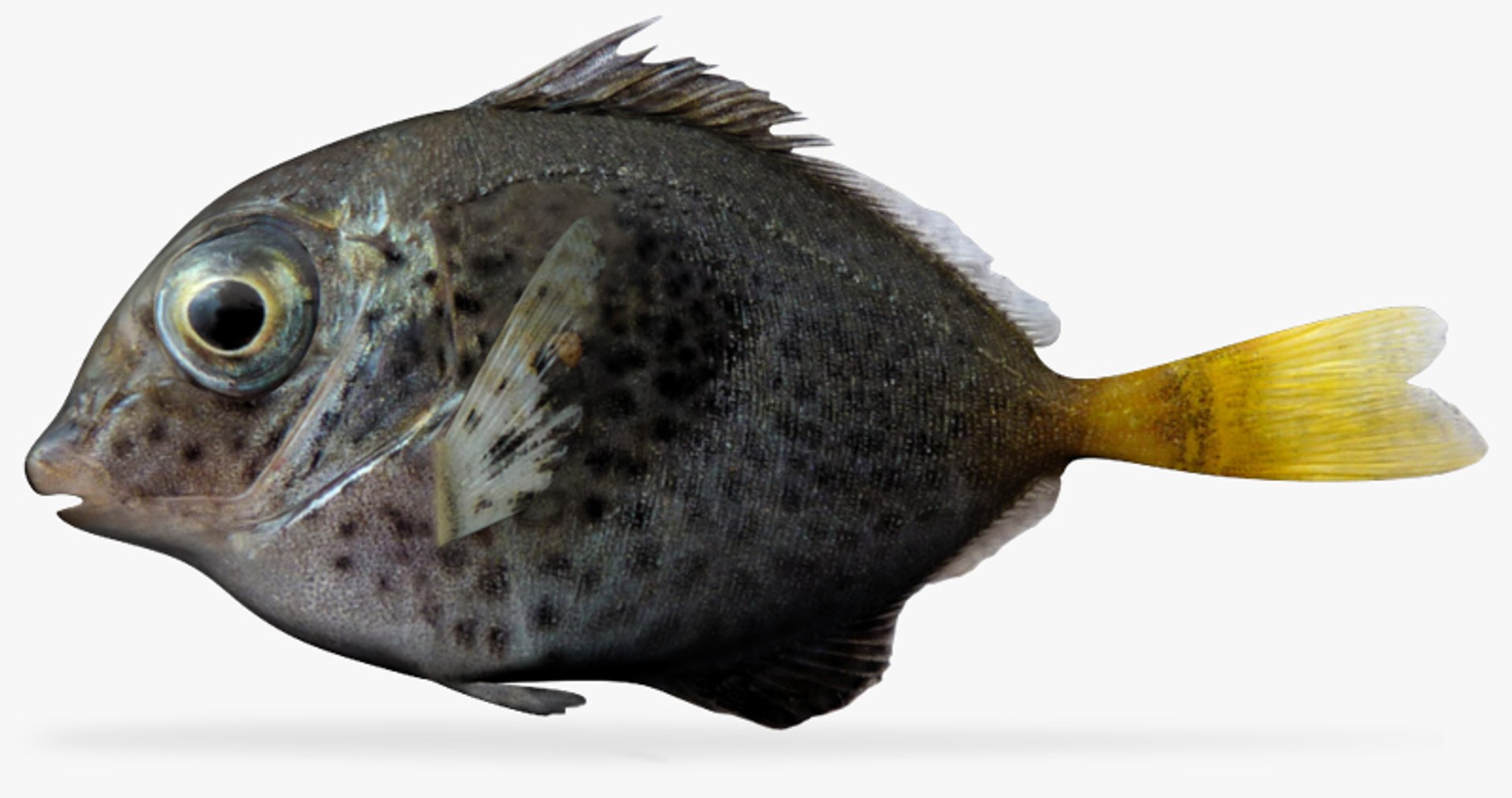 Yellowtail Surgeonfish Ma