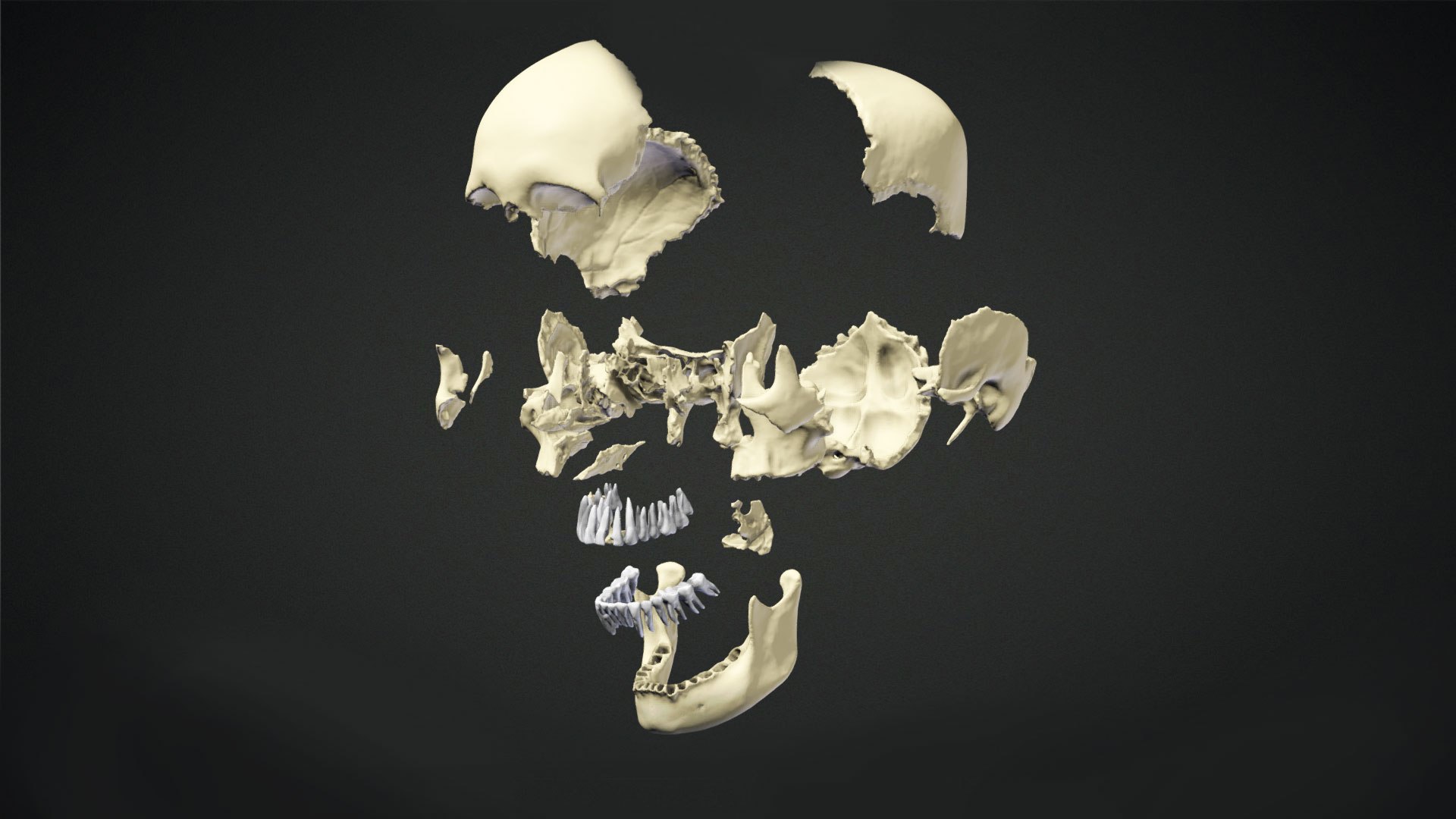 3D Human Skull Animation - TurboSquid 1845101