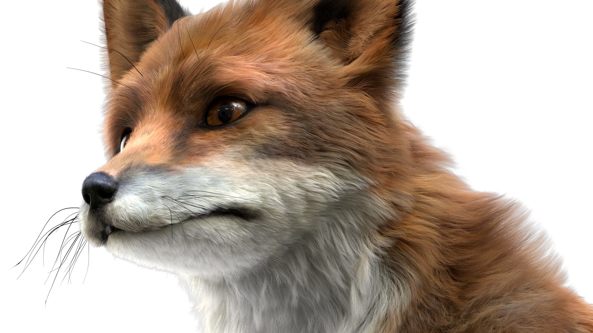 Fox rigged 3D model - TurboSquid 1492245