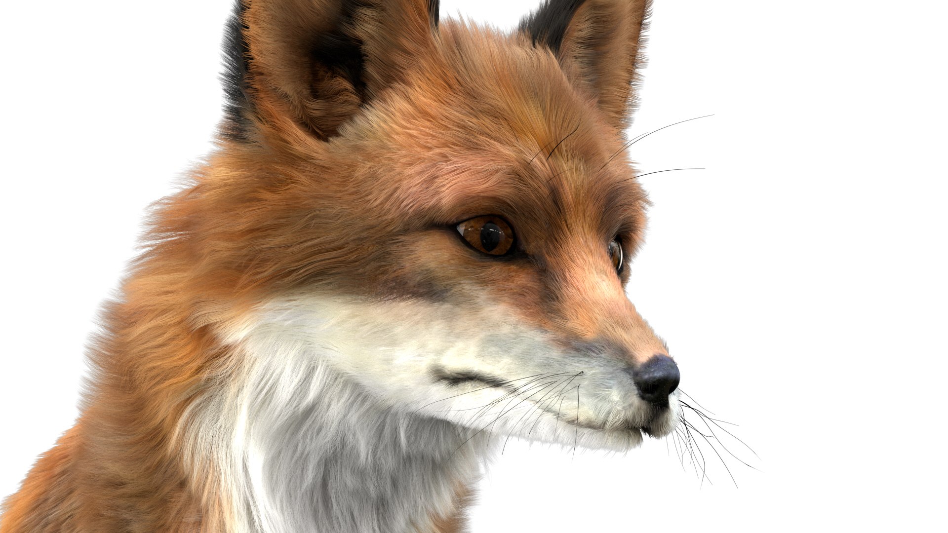 Fox rigged 3D model - TurboSquid 1492245