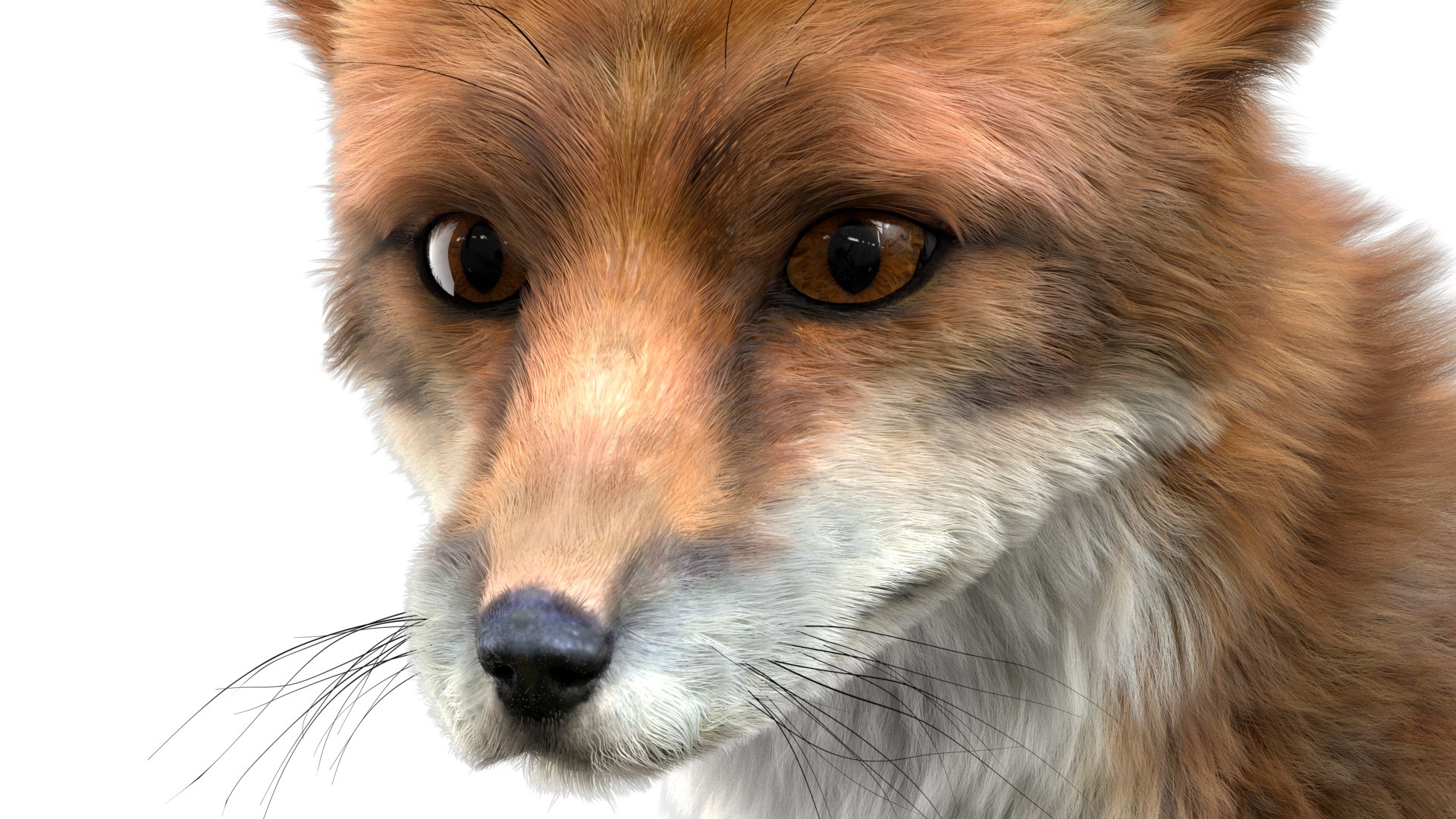 Fox rigged 3D model - TurboSquid 1492245