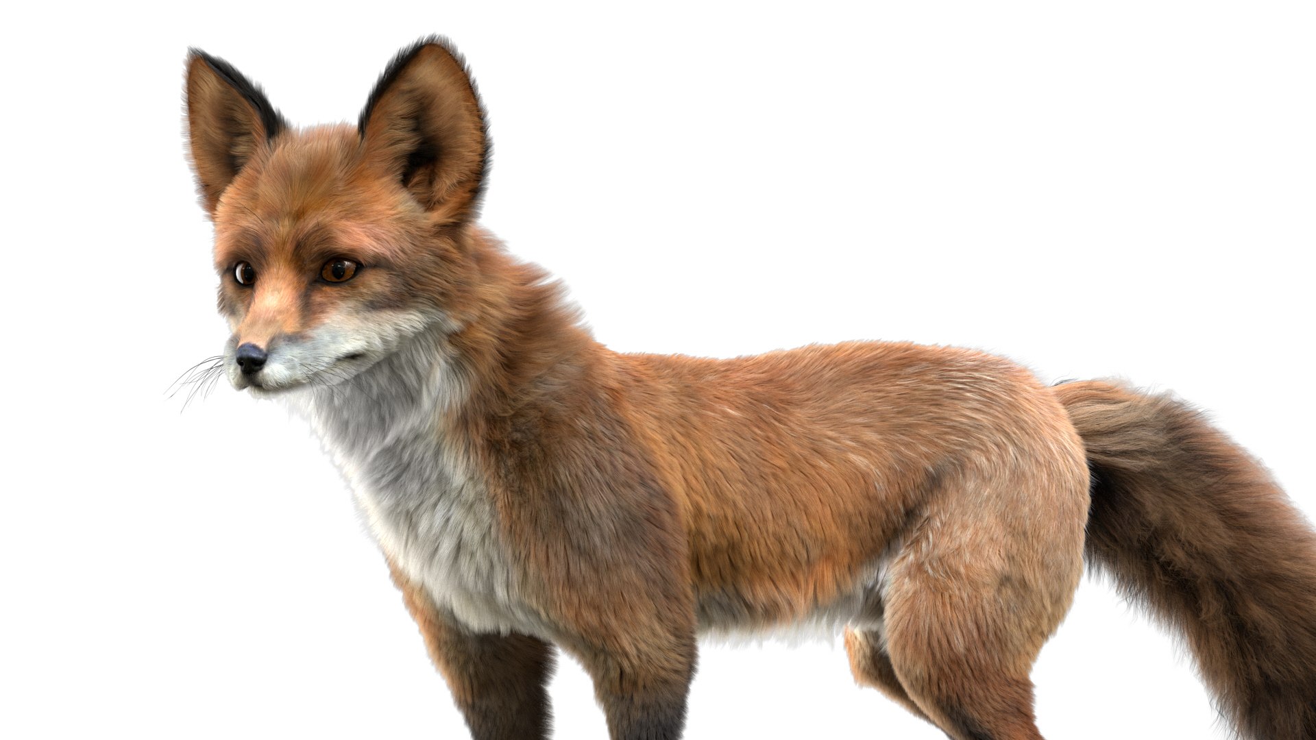 Fox Rigged 3D Model - TurboSquid 1492245