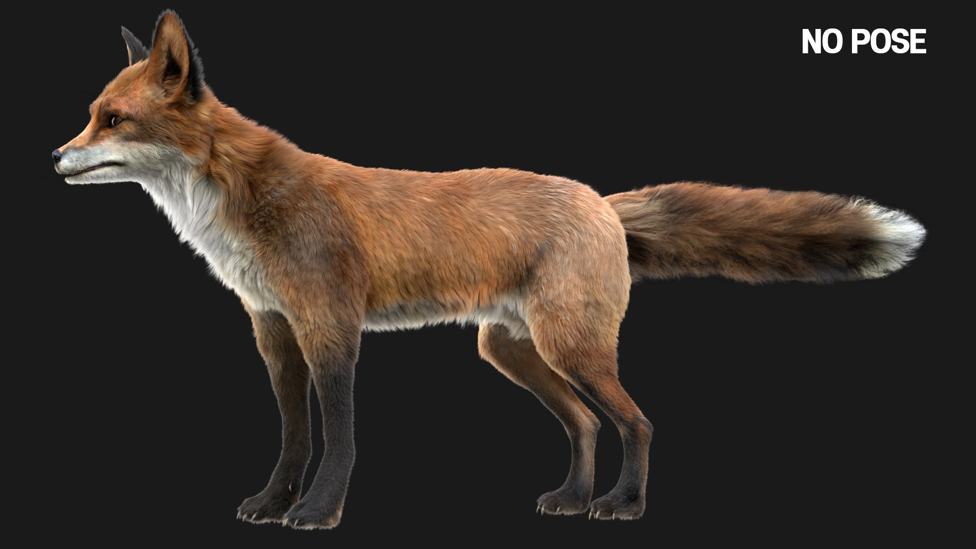 Fox Rigged 3D Model - TurboSquid 1492245