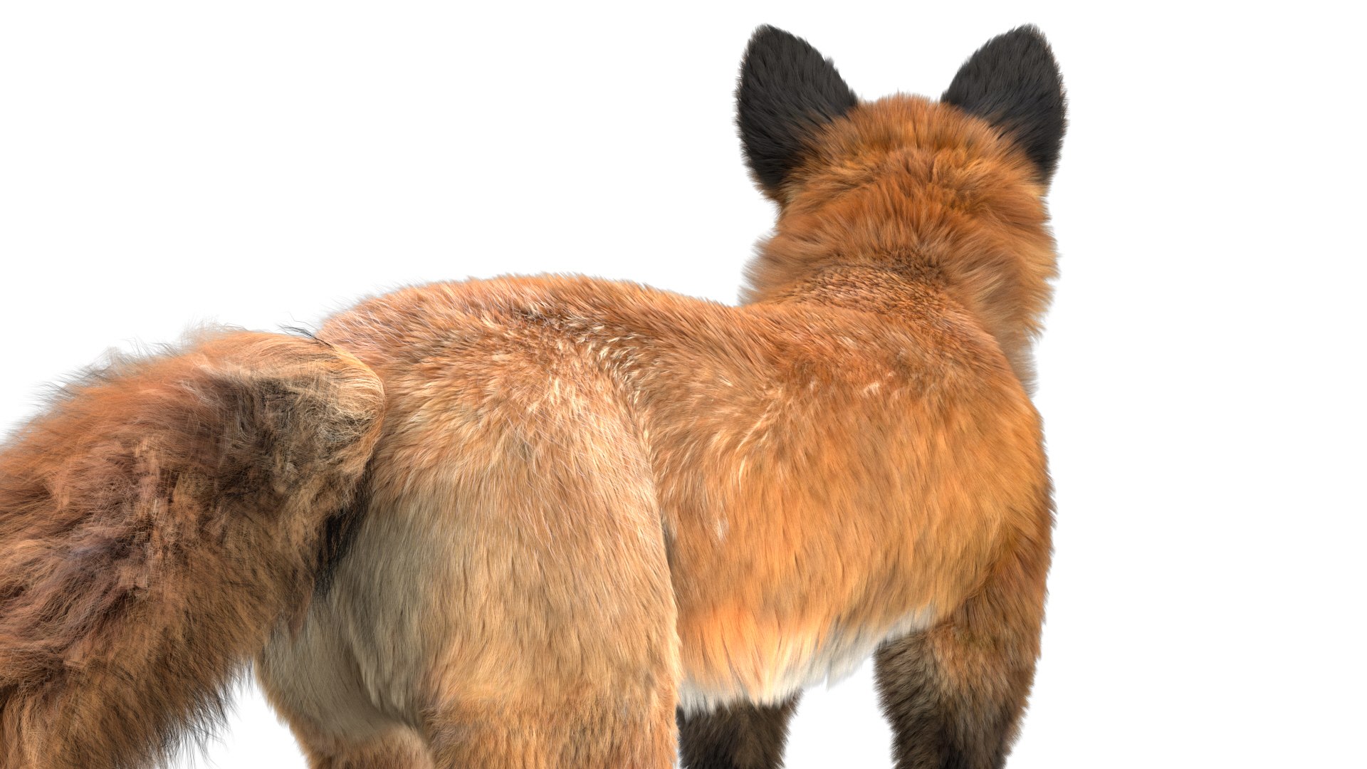 Fox rigged 3D model - TurboSquid 1492245