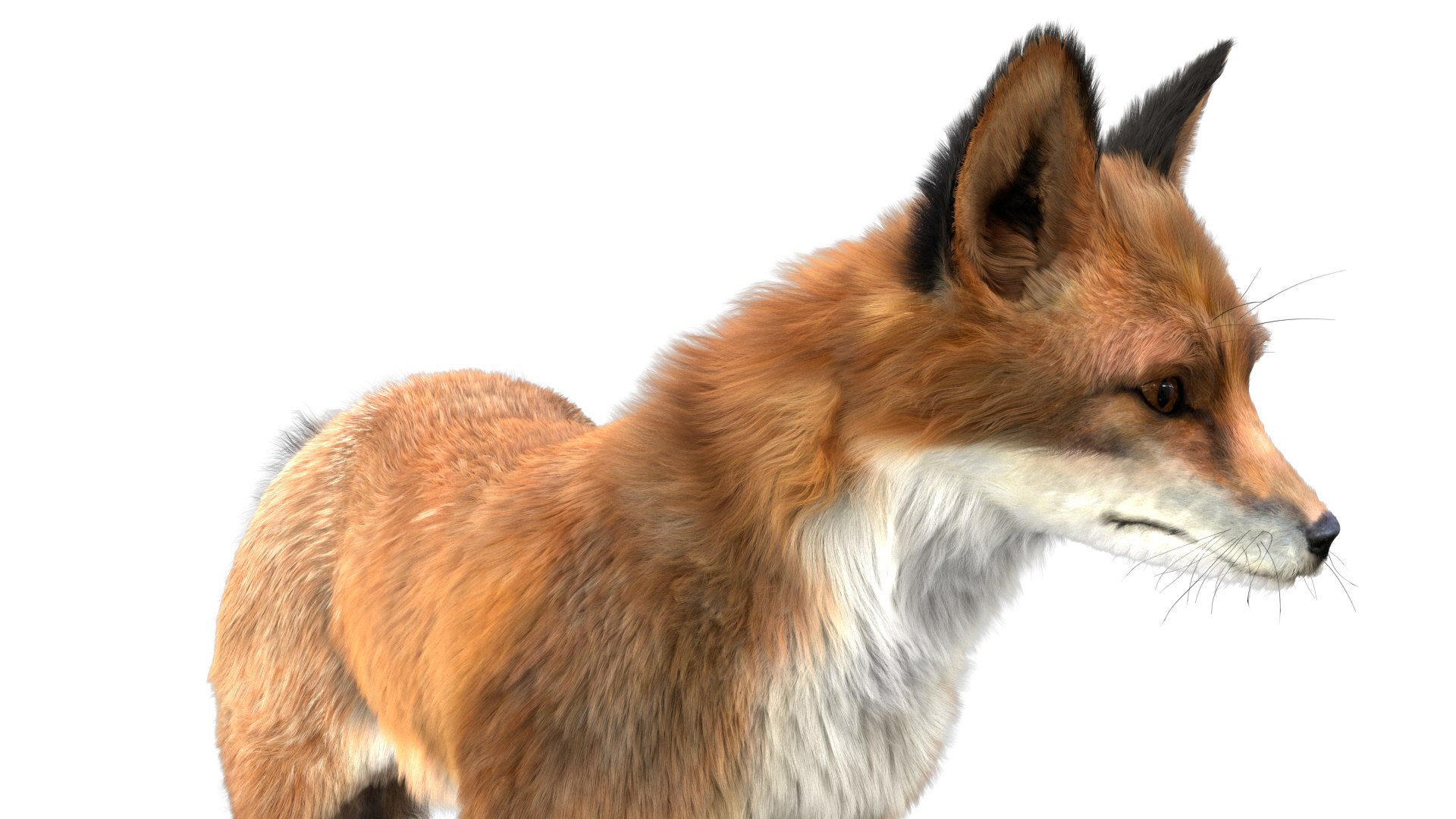 Fox rigged 3D model - TurboSquid 1492245