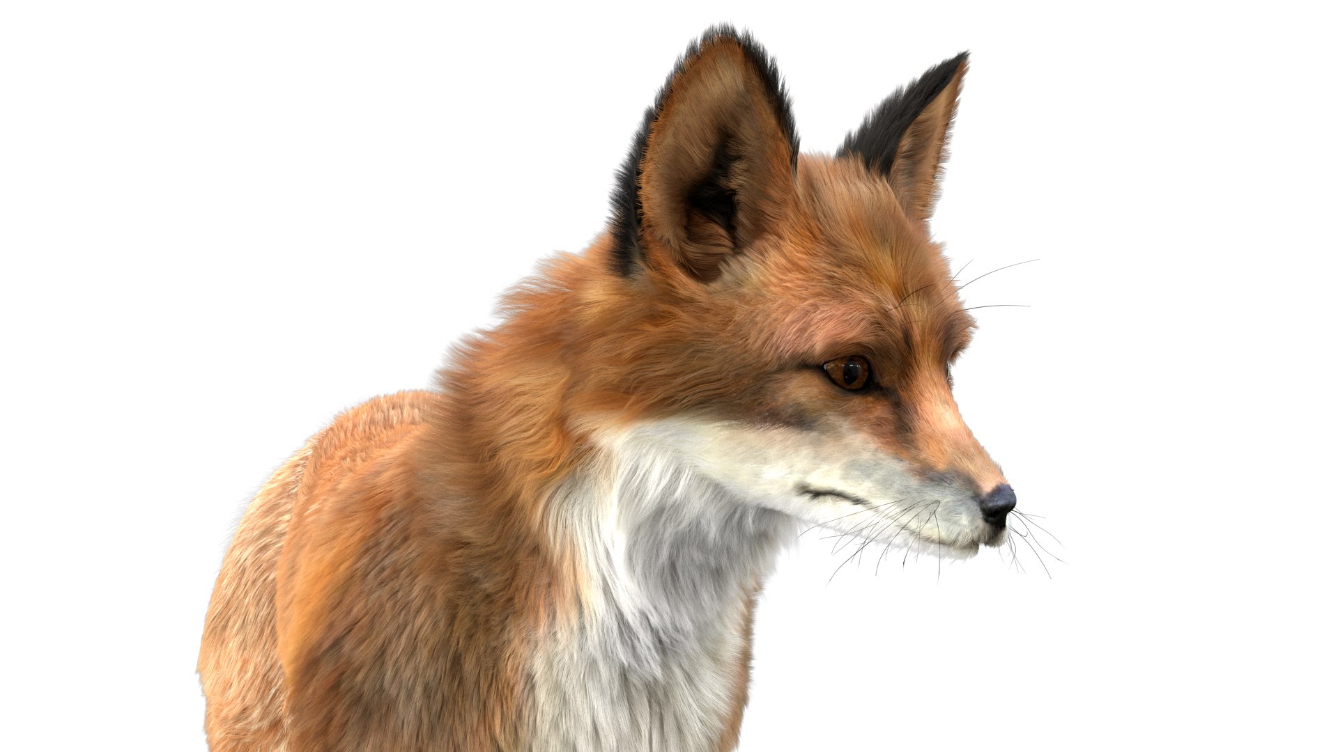 Fox Rigged 3D Model - TurboSquid 1492245