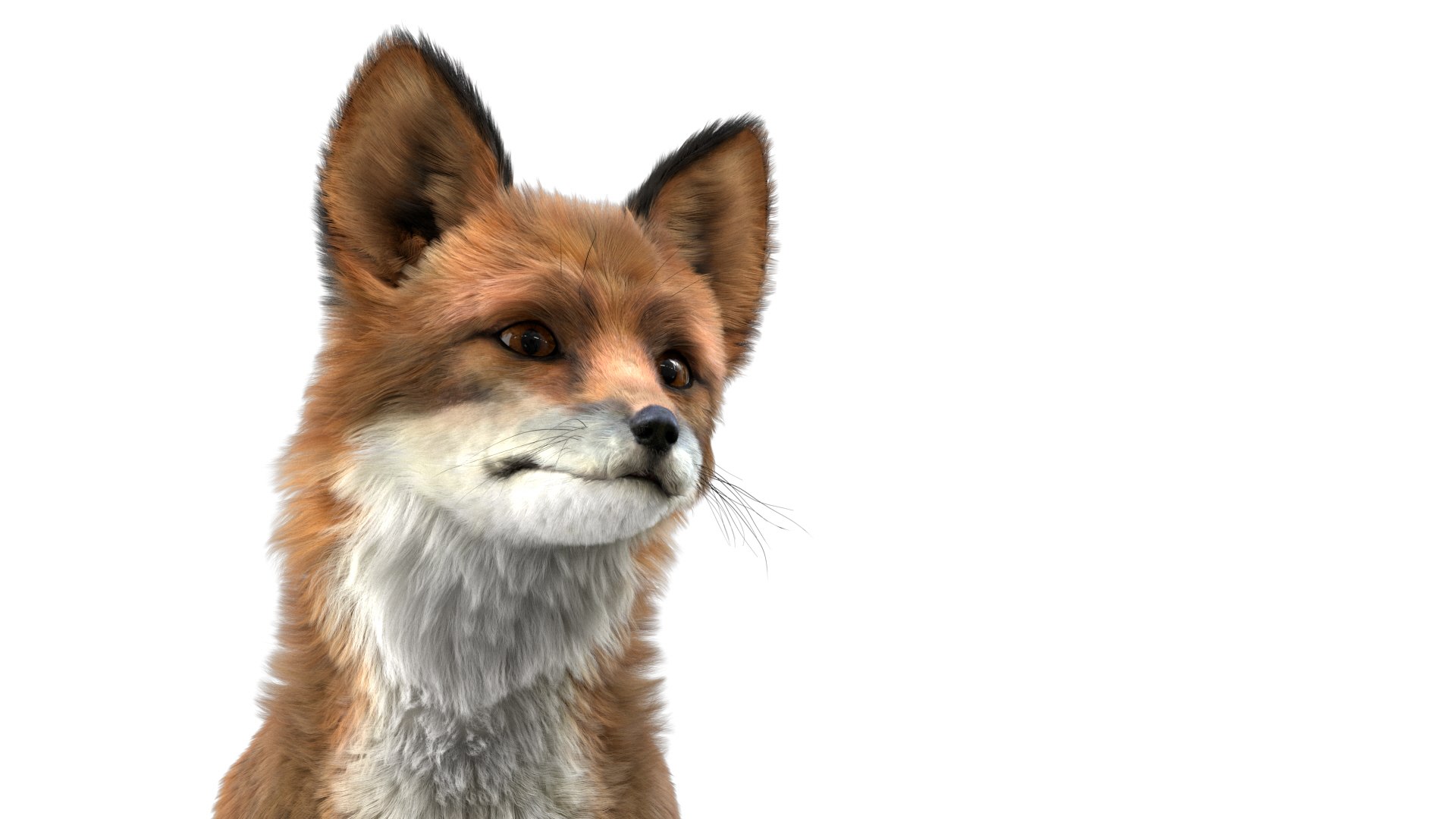Fox Rigged 3D Model - TurboSquid 1492245