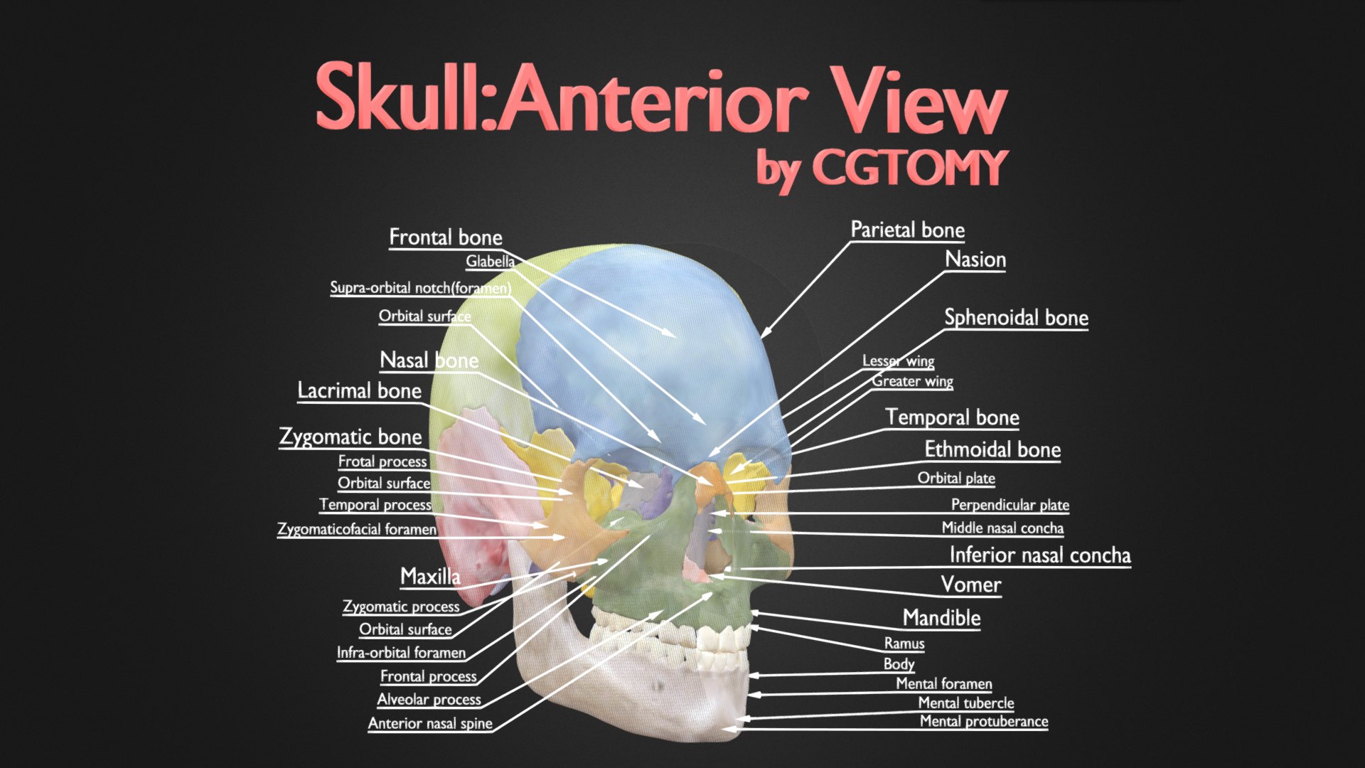 Skull Anterior View 3D Model - TurboSquid 1952127