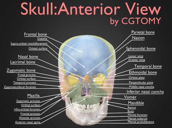 Skull Anterior View 3D 모델 - TurboSquid 1952127