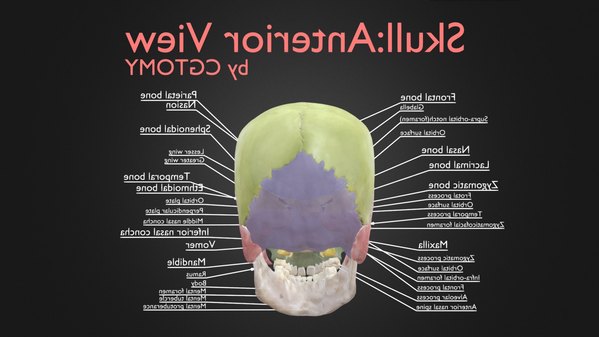 Skull Anterior View 3D Model - TurboSquid 1952127