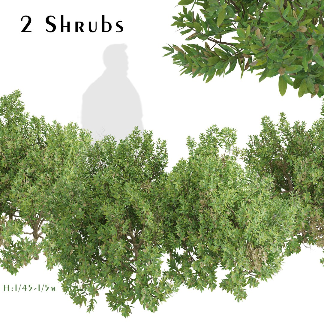 3D Set Of Northern Bayberry Or Myrica Pensylvanica Shrub - 2 Shrubs ...