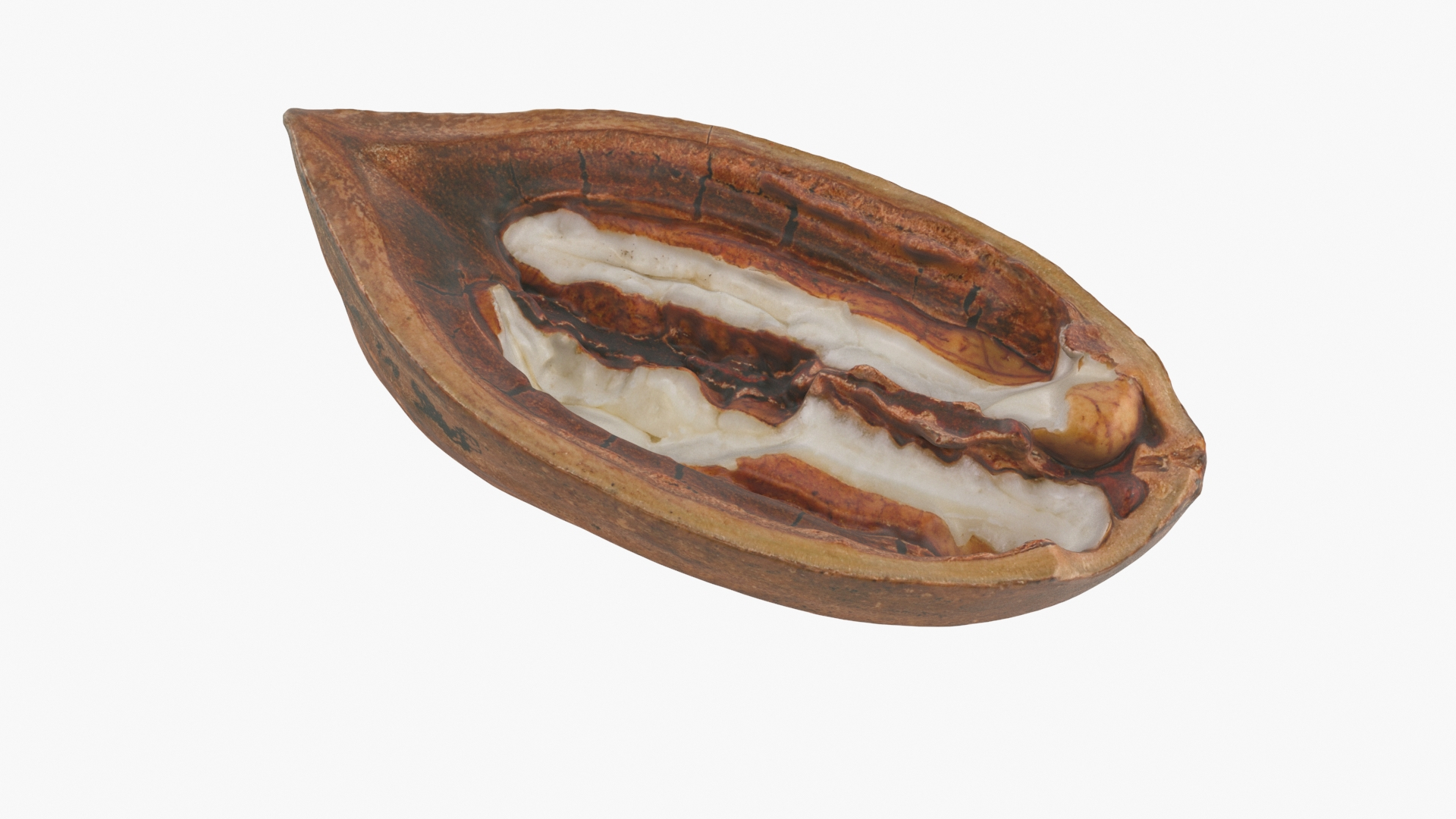 3D Pecan Nut Shell Open 04 - TurboSquid 2028307
