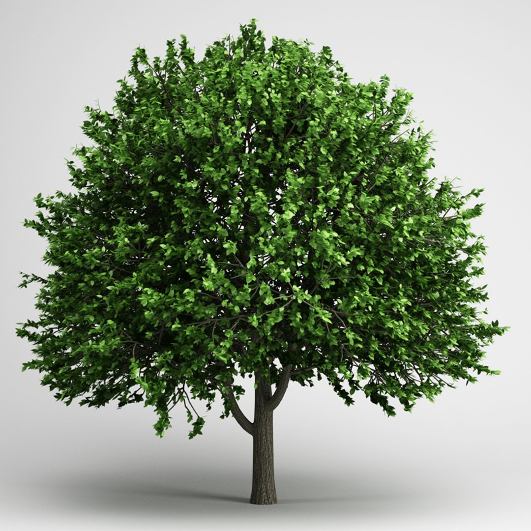 American Elm 17 3d Fbx