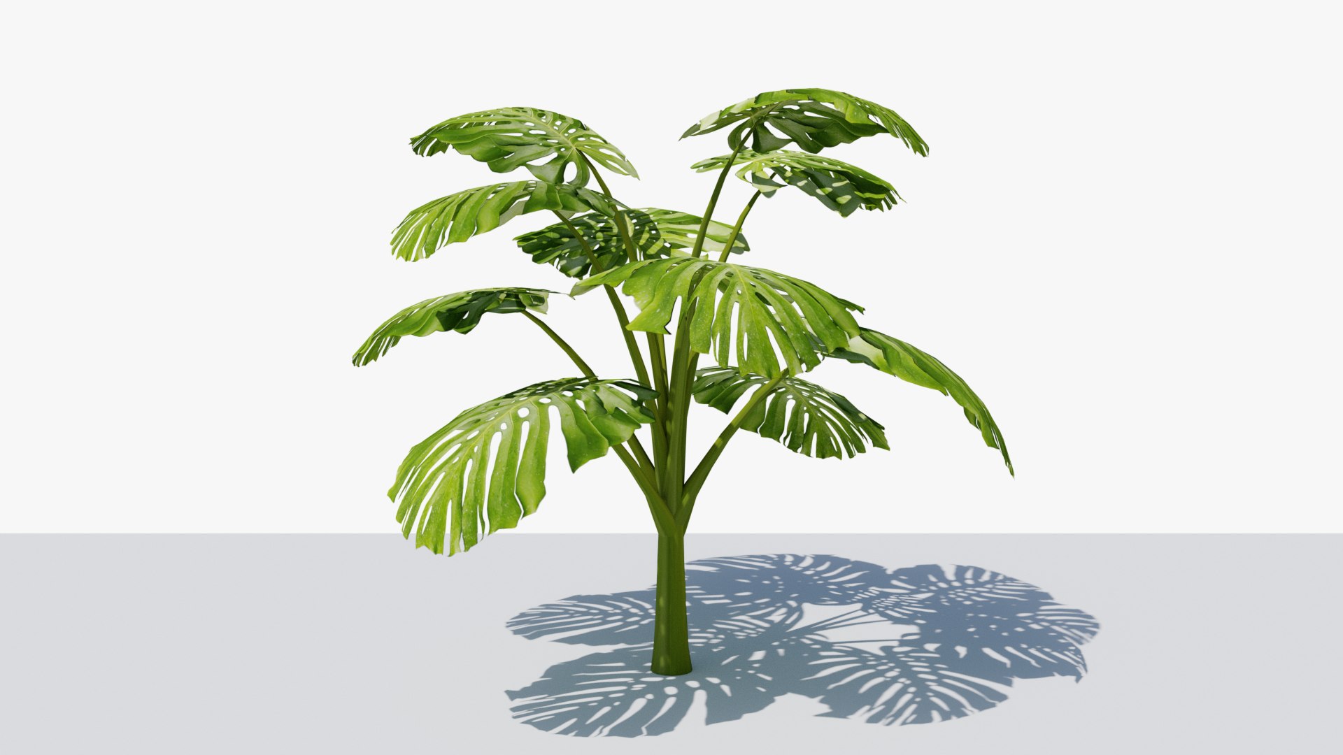 3D Monstera Tropical Plant - TurboSquid 2030582