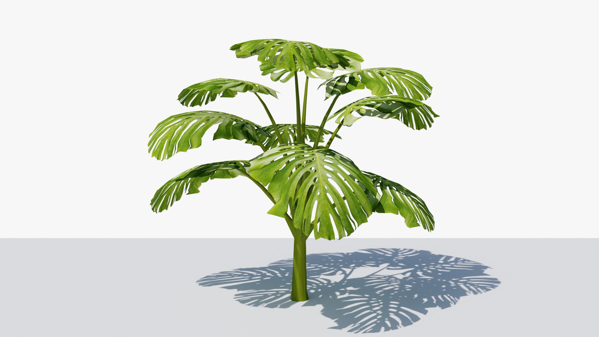 3D Monstera Tropical Plant - TurboSquid 2030582