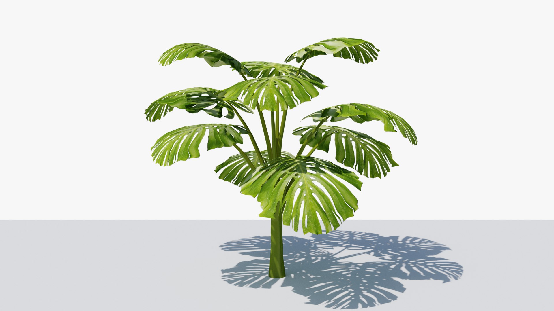 3D Monstera Tropical Plant - TurboSquid 2030582