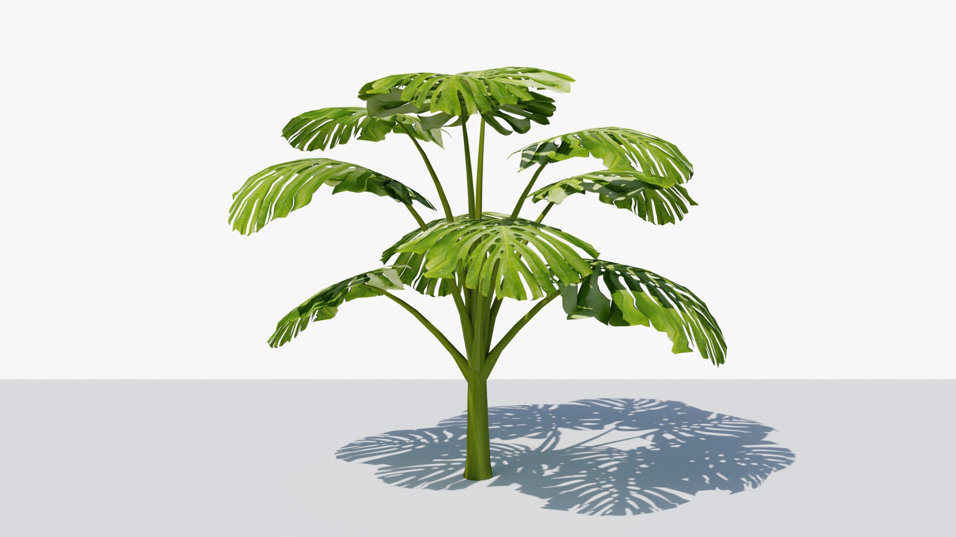 3D Monstera Tropical Plant - TurboSquid 2030582