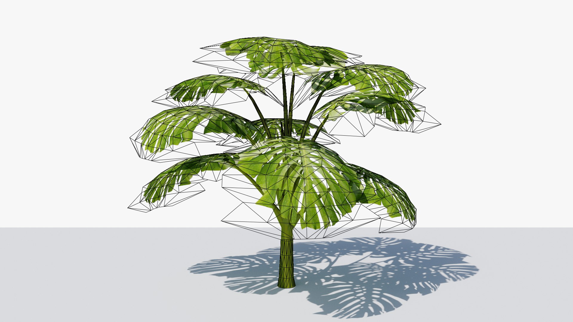 3D Monstera Tropical Plant - TurboSquid 2030582