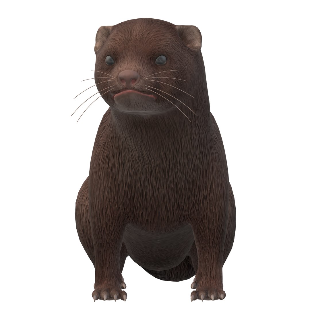 Mink 3D Model - TurboSquid 2303006