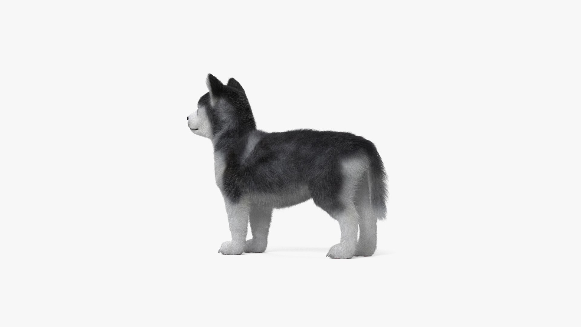 Siberian Husky Puppy 3D Model - TurboSquid 2184823
