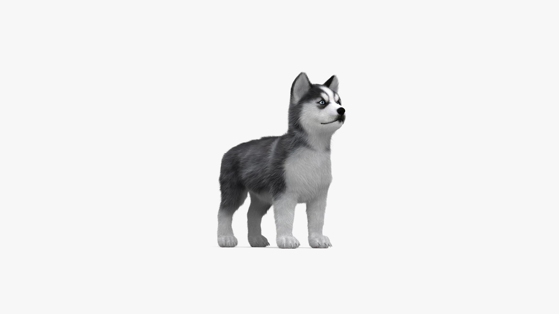 Siberian Husky Puppy 3D Model - TurboSquid 2184823