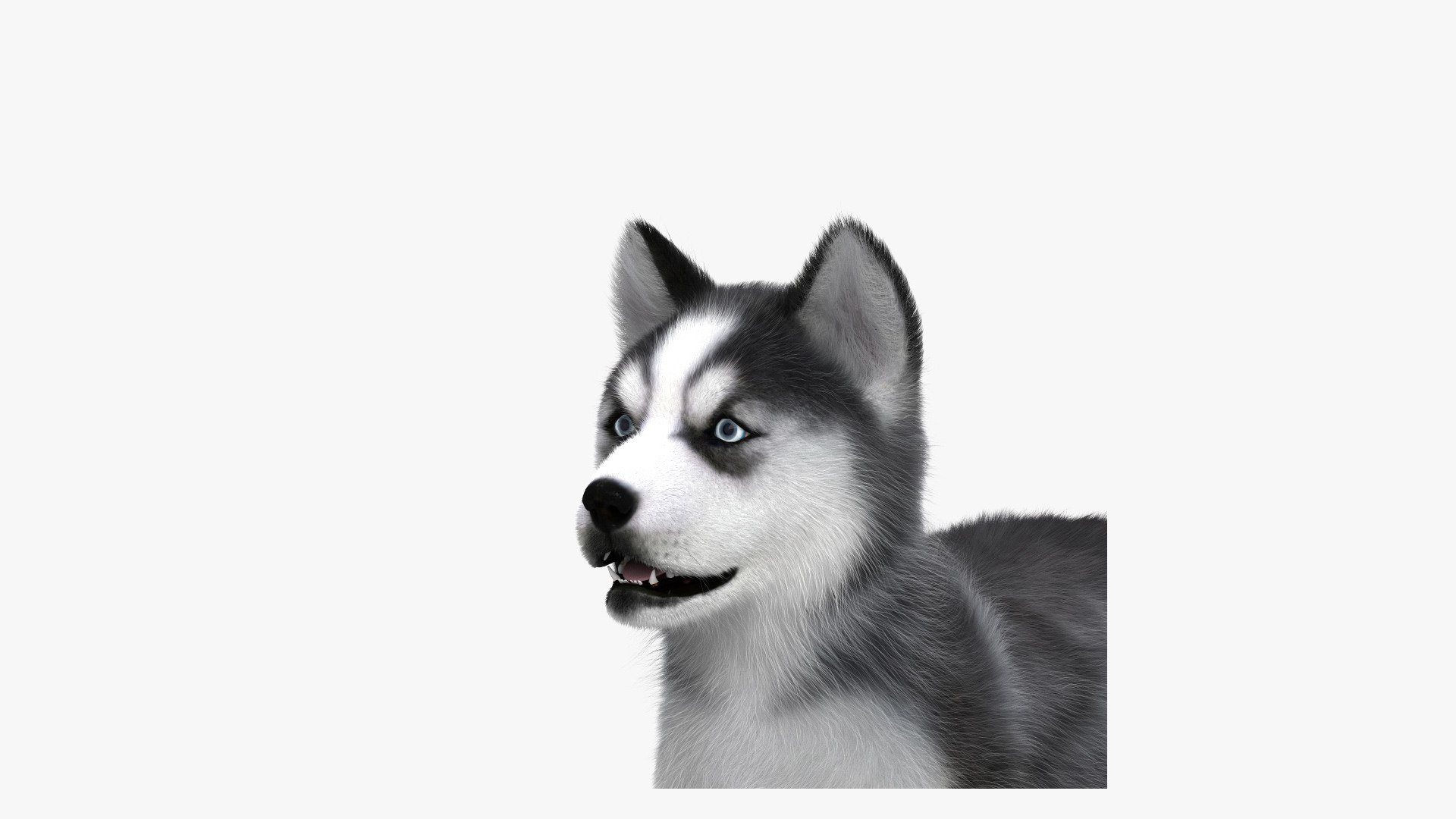 Siberian Husky Puppy 3D Model - TurboSquid 2184823