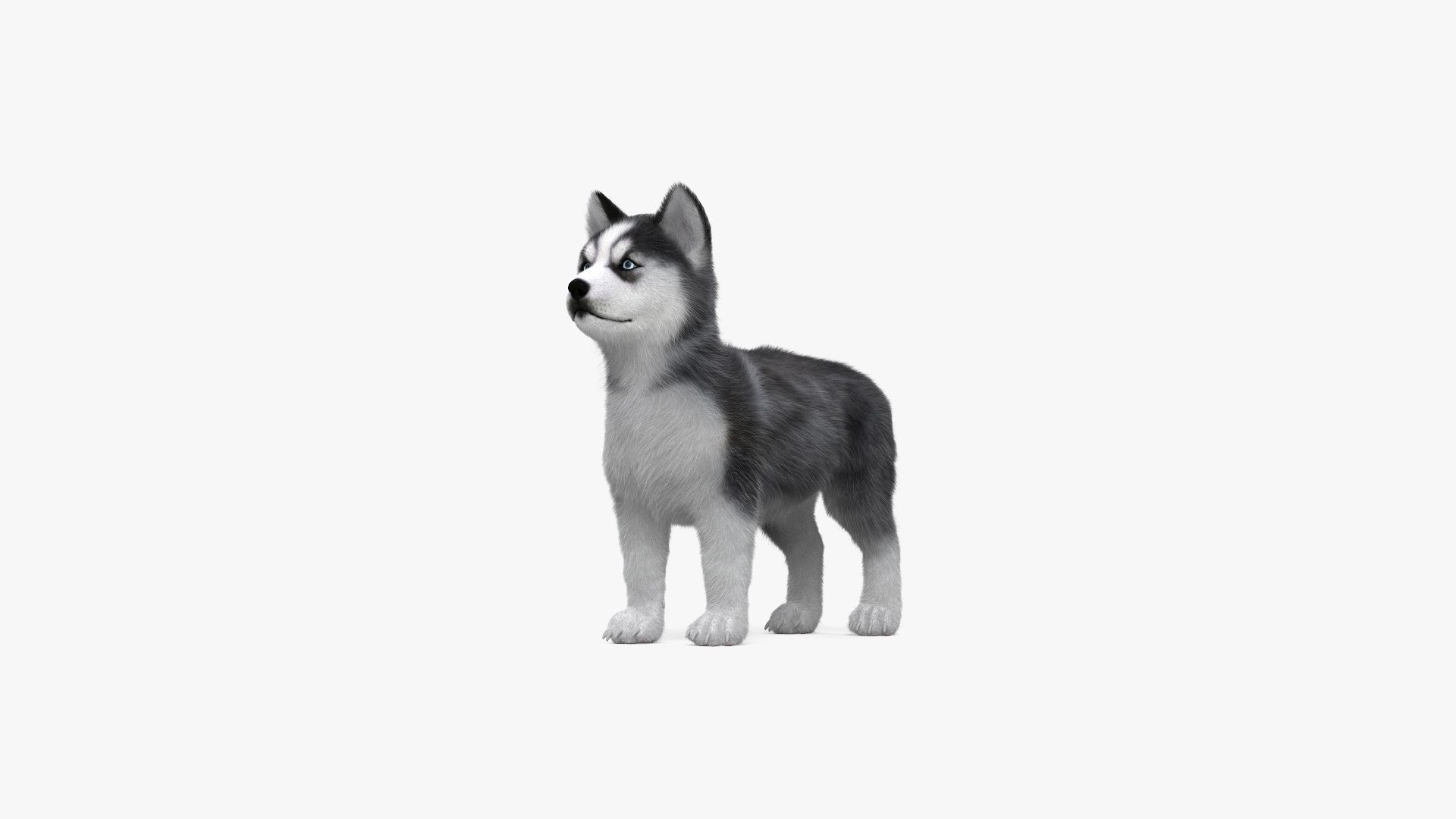 Siberian Husky Puppy 3D Model - TurboSquid 2184823