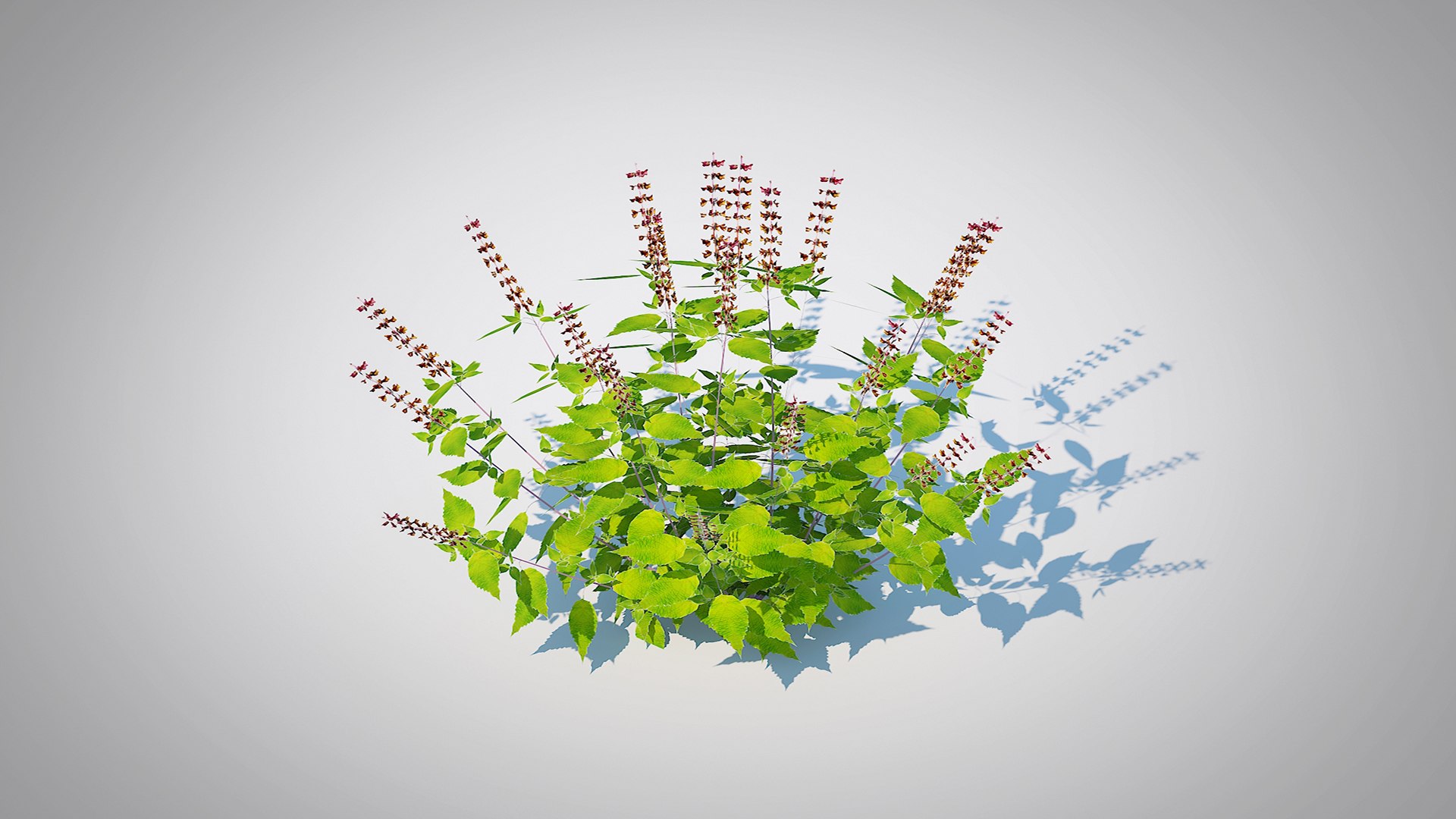 Ocimum Tenuiflorum-Holy Basil 3D Model - TurboSquid 2401885
