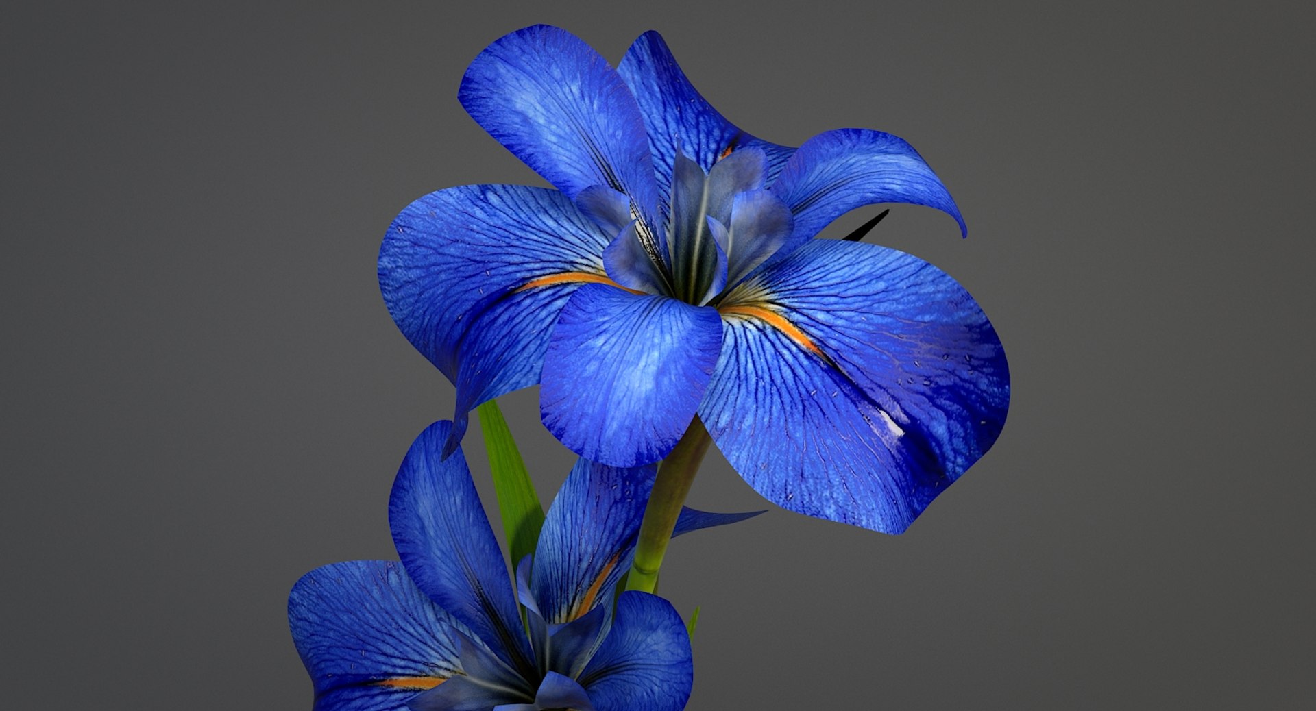 3D Realistic Irises Flower - TurboSquid 1253849