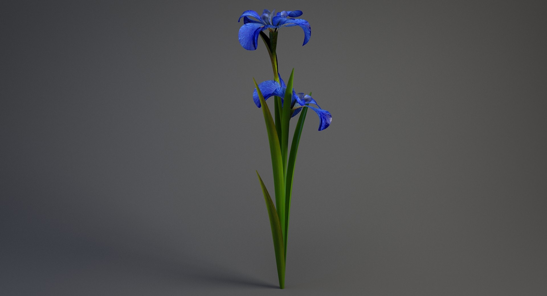 3D Realistic Irises Flower - TurboSquid 1253849