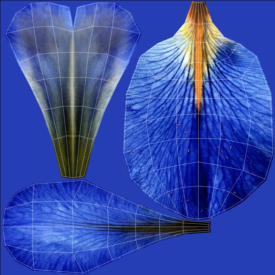 3D Realistic Irises Flower - TurboSquid 1253849