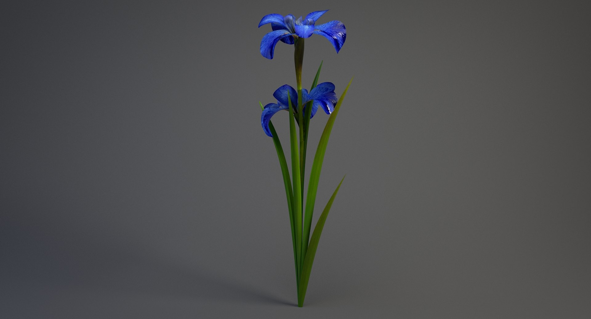 3D Realistic Irises Flower - TurboSquid 1253849