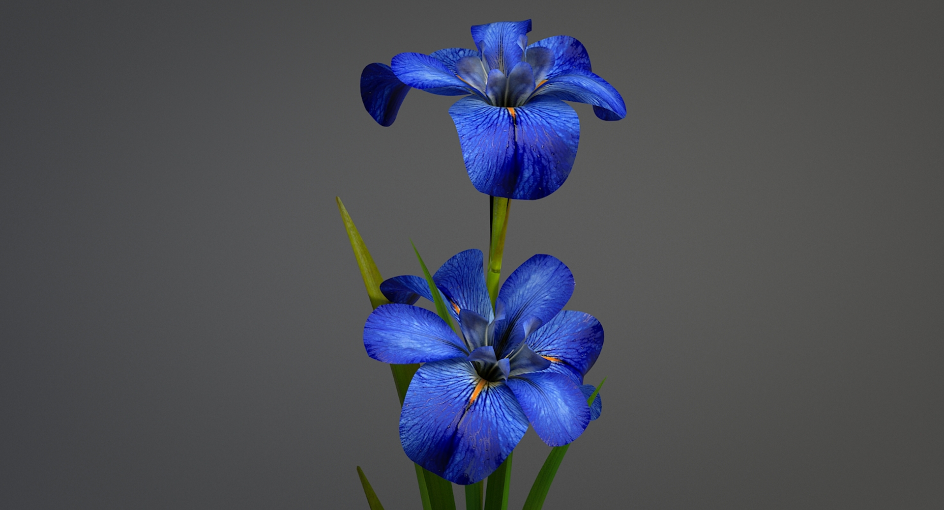 3D Realistic Irises Flower - TurboSquid 1253849